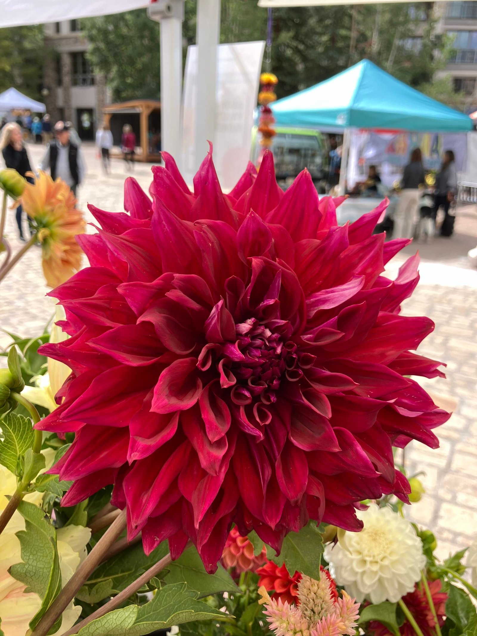 Down Valley Flowers - West Slope wholesale cut flowers for florists and ...