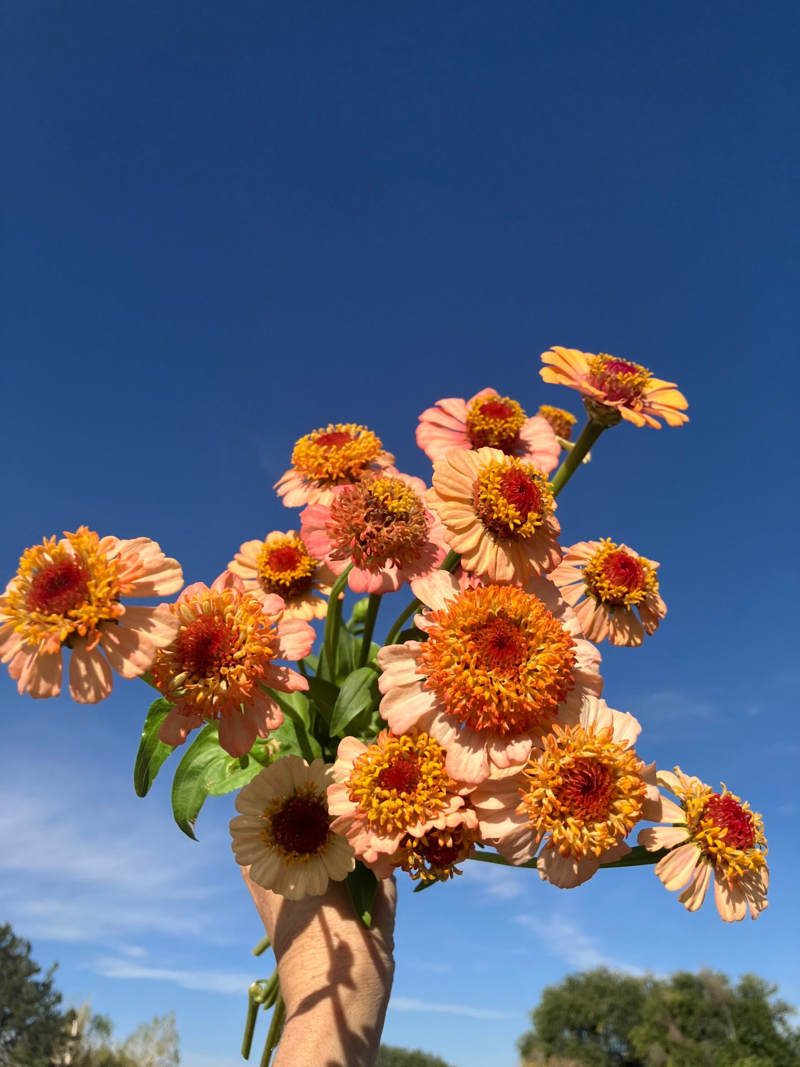 Down Valley Flowers - West Slope wholesale cut flowers for florists and ...
