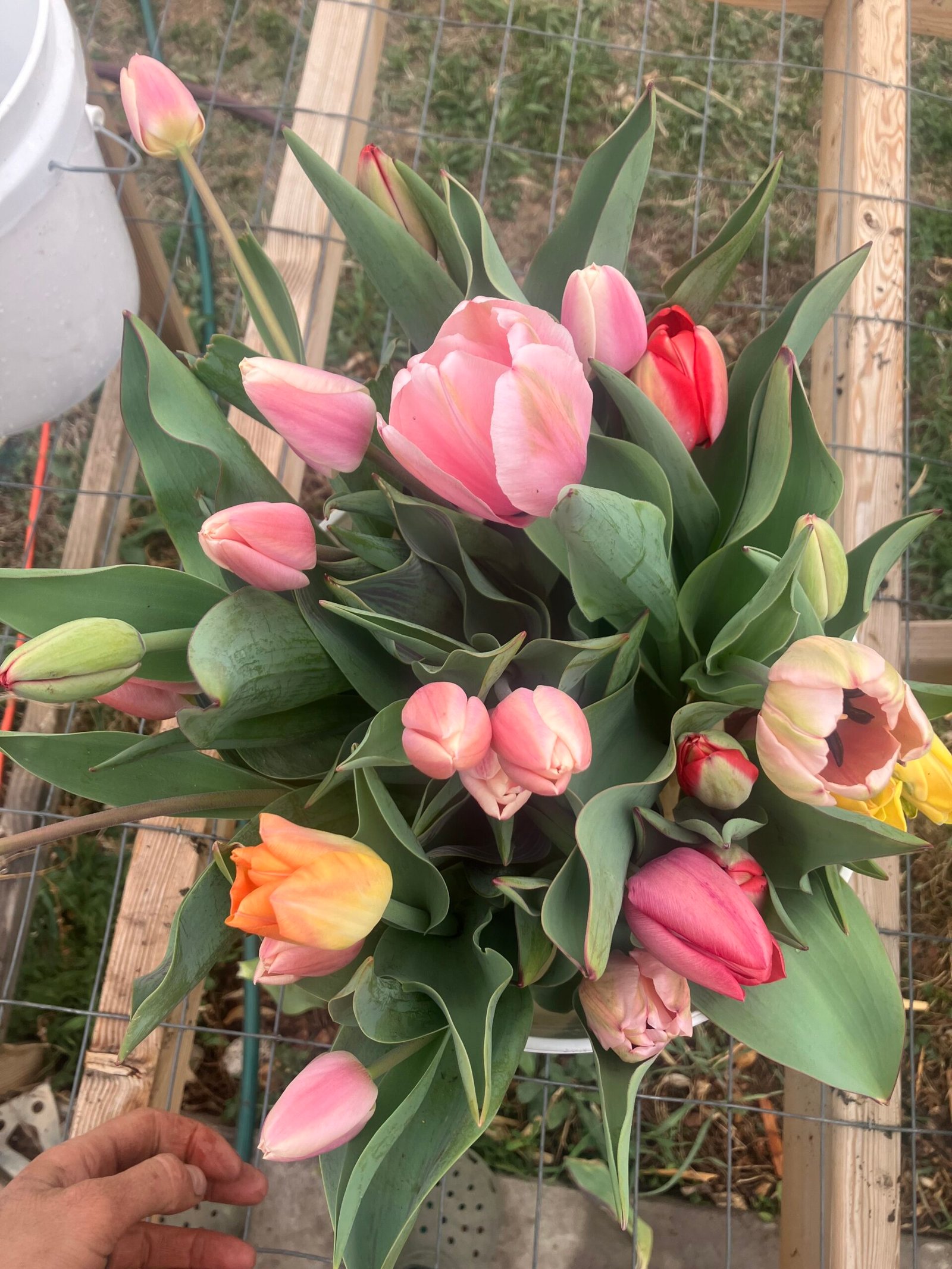 Down Valley Flowers - West Slope wholesale cut flowers for florists and ...